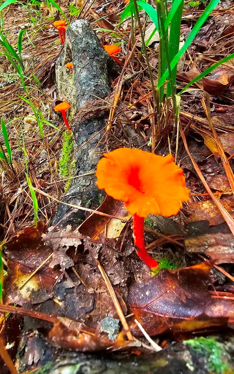 Kay Wade | Jocassee Lake Tours