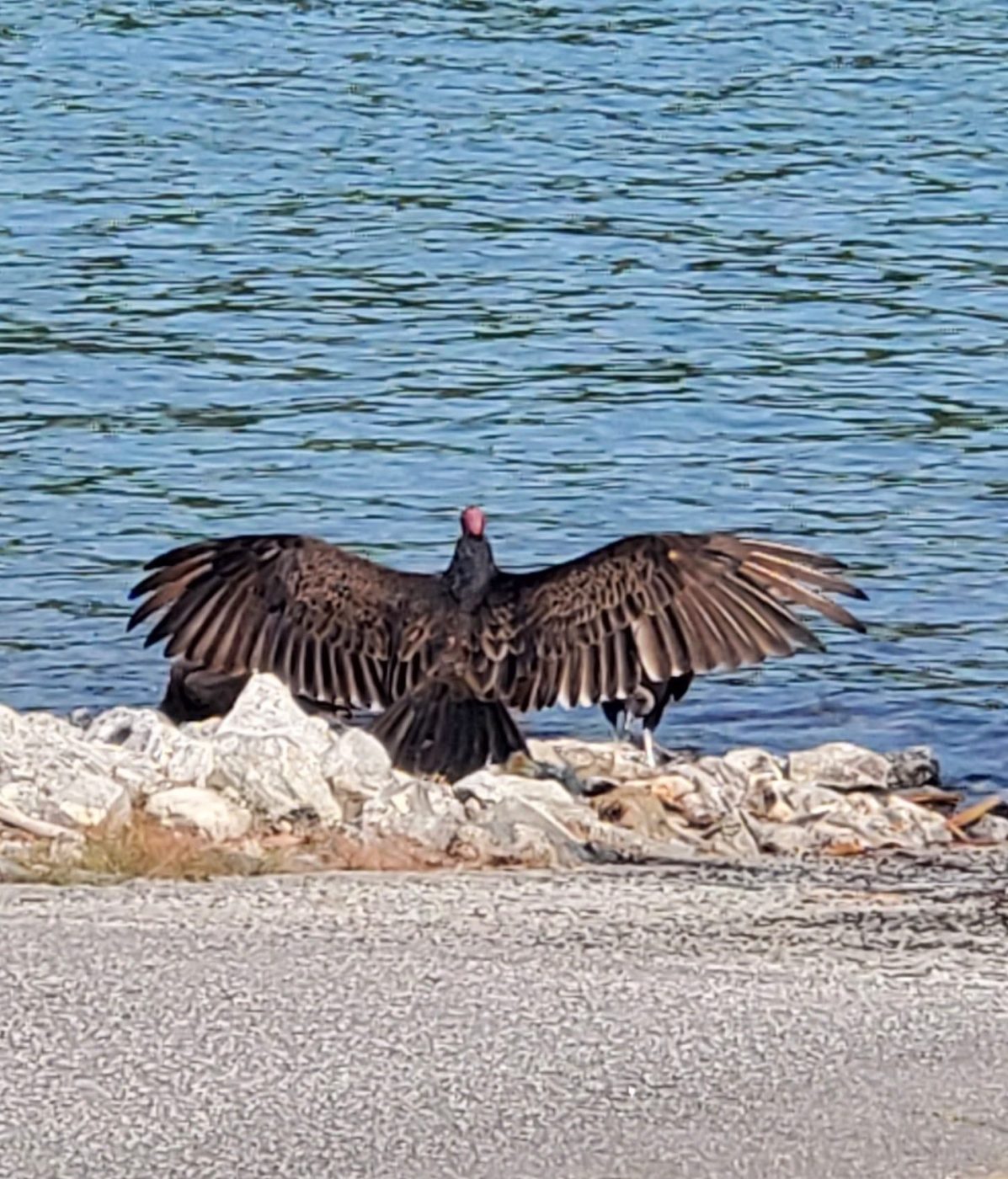 Kay Wade | Jocassee Lake Tours